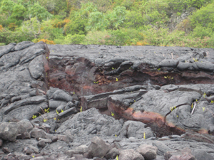 "At the foothill of the Kilauea Volcano"